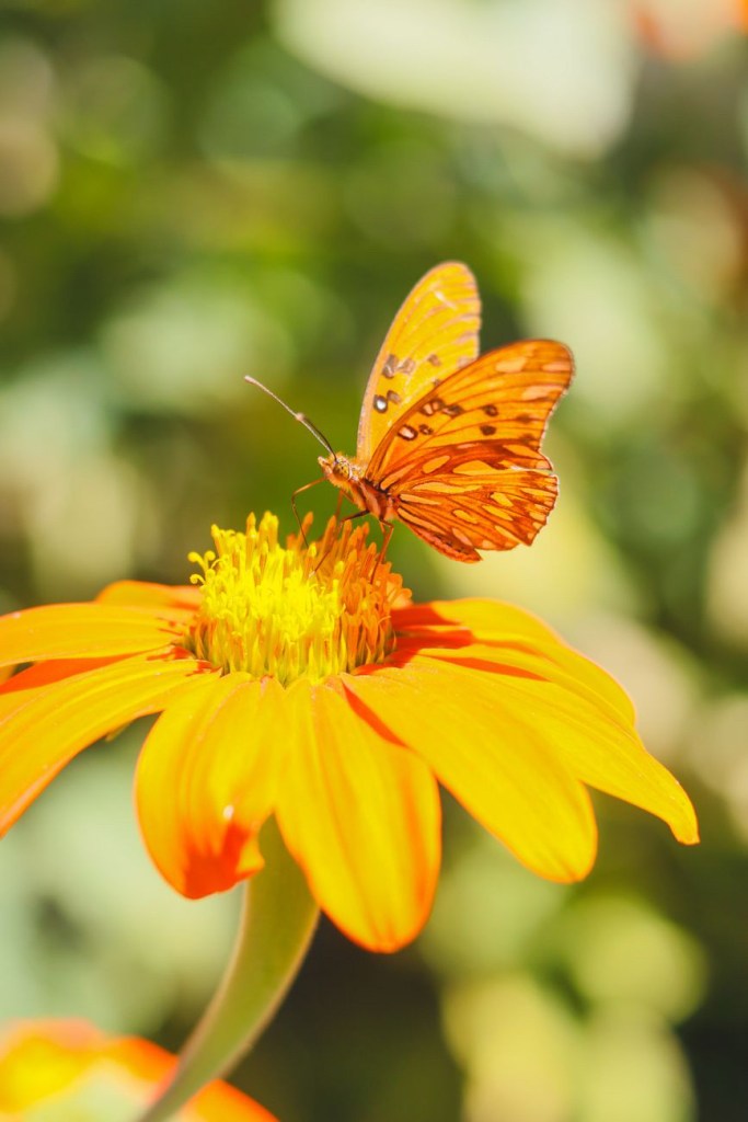 Much To Discuss….. – Lotus In Full Bloom / Pamela Joy